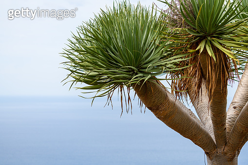 Dragon tree, Dracaena draco on Madeira (1428301767) - 게티이미지뱅크