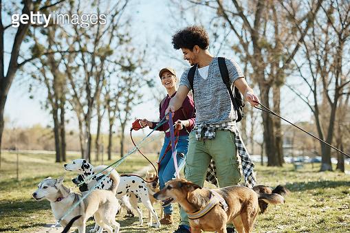 Happy friends walking group of dogs in the park while working as dog ...