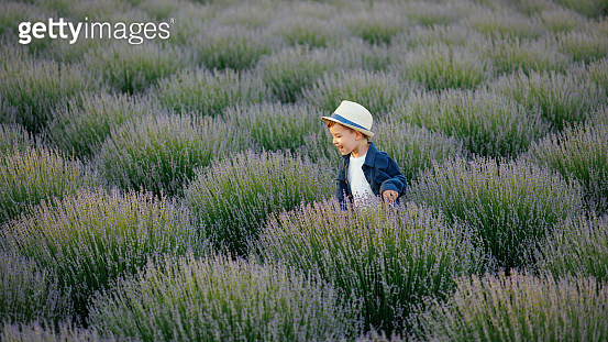 Boy running through lavender field 이미지 (1410110788) - 게티이미지뱅크