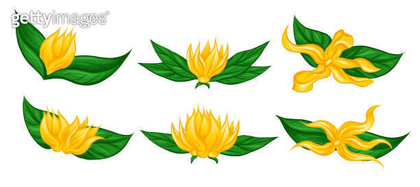 Vector set of divider frames with flat hand drawn tropical flowers ...