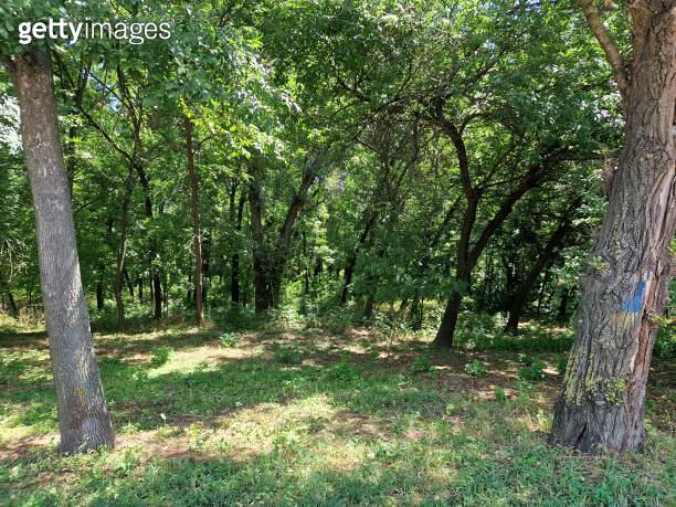 trees grow in a recreation park in Ukraine 이미지 (1408571481) - 게티이미지뱅크