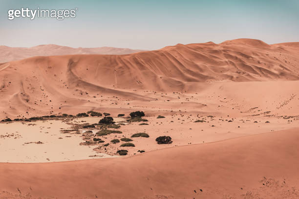 Oasis after rain in the desert of Sossusvlei, Namib-Naukluft Park ...