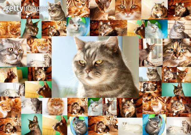 Collage of portraits of cats. A frame of many photographs of cats, in ...