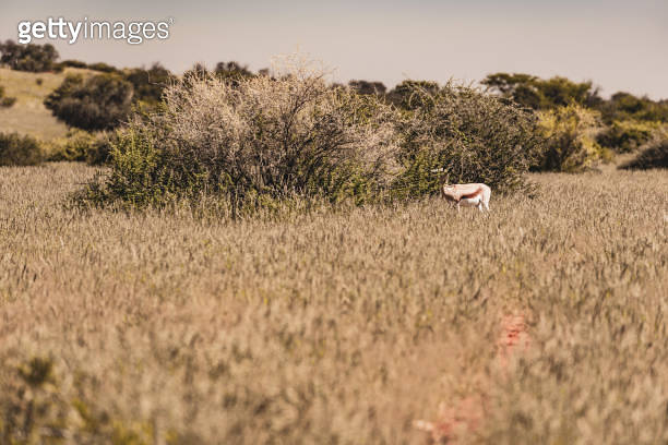 Young springbok enjoying the green desert after first rain in 8 years ...