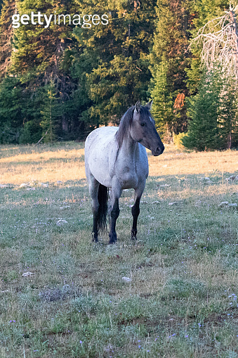 Blue Roan Wild Horse Mustang Stallion in the Pryor Mountains Wild Horse ...
