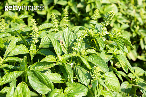 View of the Basil crops is planted in the farmland 이미지 (1363278753 ...