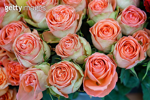 Roses at the Flower Market. Pink flowers for sales at weekly farmer ...