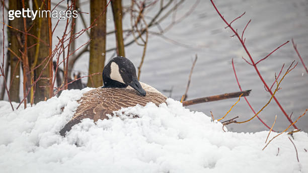 Female Canada goose nesting , Barnacla Canadiense Grande, (Branta ...
