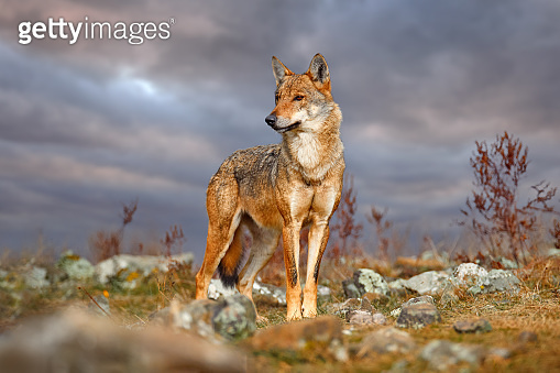 Wolf, Canis lupus, in Wild nature, Eastern Rhodopes mountain, Bulgaria ...