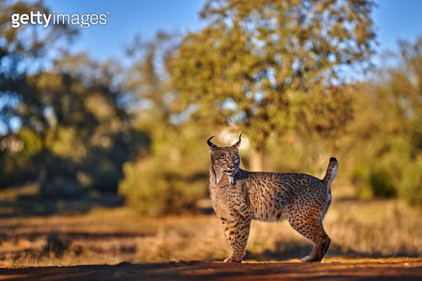 Spain wildlife. Iberian lynx, Lynx pardinus, wild cat endemic Spain in ...
