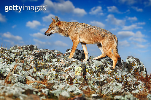 Wolf, Canis lupus, in wild nature, Eastern Rhodopes mountain, Bulgaria ...