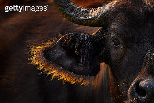 Buffalo portrait, Uganda. Detail of bull horny head in savannah, Uganda ...