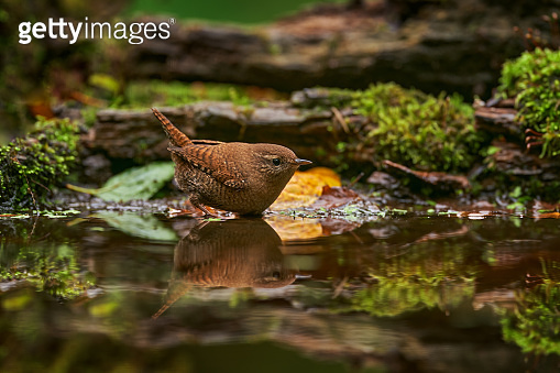Wren in the water, hot day in summer forest. Eurasian wren, Troglodytes ...
