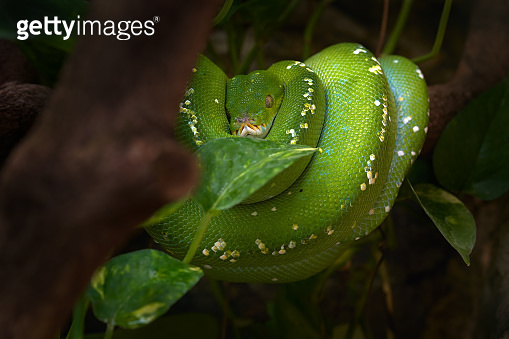 Green tree python, Morelia viridis, snake from Indonesia, New Guinea ...