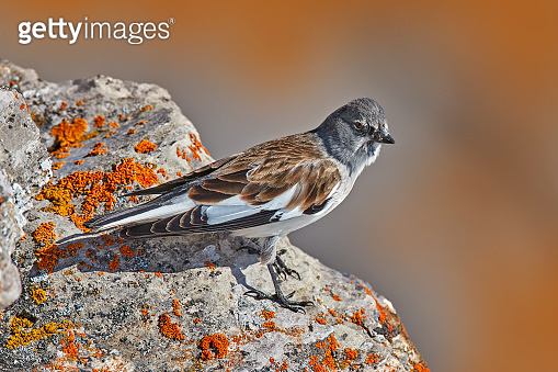 White-winged snowfinch, Montifringilla nivalis, small passerine bird ...