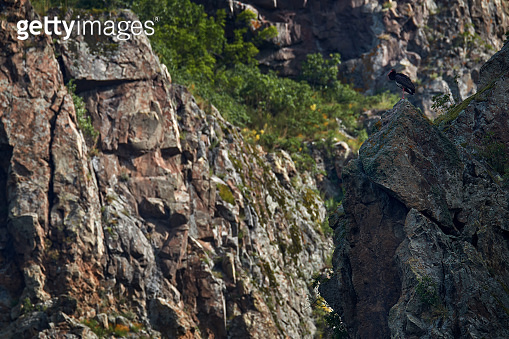 Stork on the rock, mountain, Madzharovo, Bulgaria. Black stork in the ...