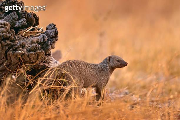 Banded mongoose, Mungos mungo, walking through sand and grass. Savuti ...