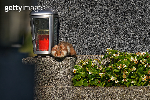 European hamster, Cricetus cricetus, in meadow grass, Vienna, Austria ...