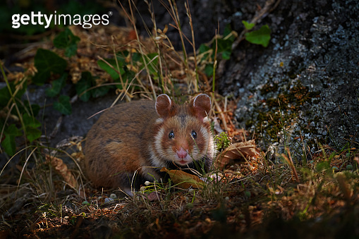 European hamster, Cricetus cricetus, in meadow grass, Vienna, Austria ...
