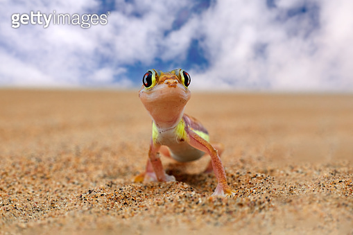 Lizard in Namibia desert with blue sky with clouds, wide angle. Gecko ...