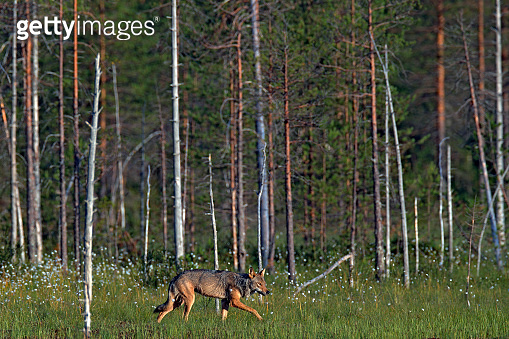 Wolf from Finland. Gray wolf, Canis lupus, in the spring light, in the ...