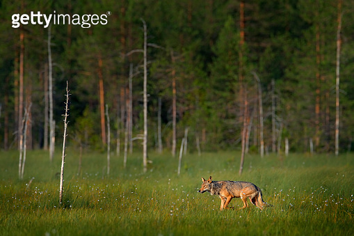 Wolf from Finland. Gray wolf, Canis lupus, in the spring light, in the ...