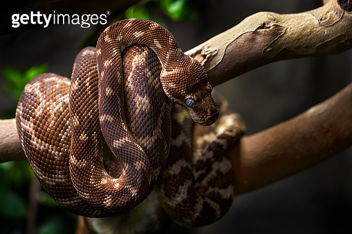 Rough-scaled python, Morelia carinata, snake in the forest habitat ...
