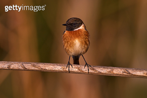 European stonechat, Saxicola rubicola, small passerine bird sitting on ...