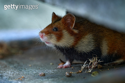 European hamster, Cricetus cricetus, in meadow grass, Vienna, Austria ...