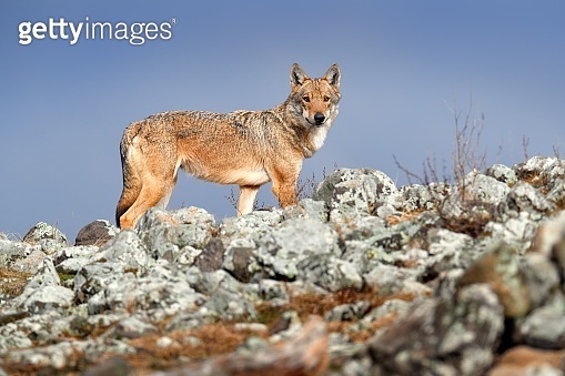 Wolf, Canis lupus, in Wild nature, Eastern Rhodopes mountain, Bulgaria ...