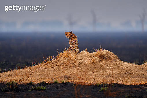 Cheetah, fire burned destroyed savannah. Animal in fire burnt place ...