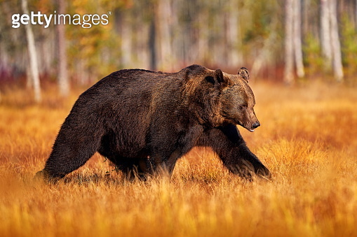 Autumn nature. Bear hidden in yellow forest. Fall trees with bear ...