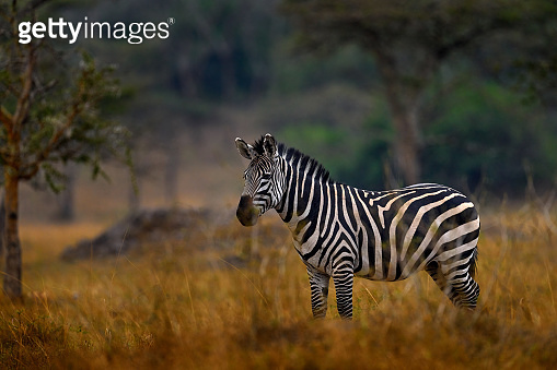 Zebra forest. Zebra with yellow golden grass. Burchell's zebra, Equus ...