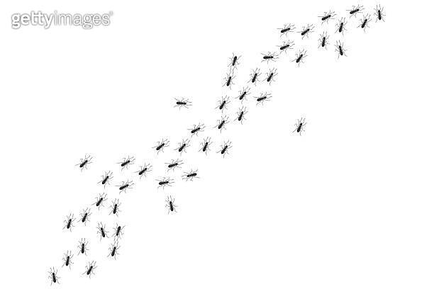 Ant trail, walking group of black insects. Vector illustration of line ...