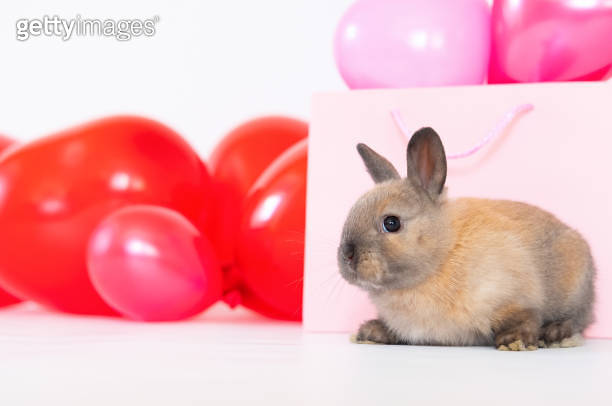 The little bunny rabbit with colorful red pink balloons love pet ra 이미지 ...