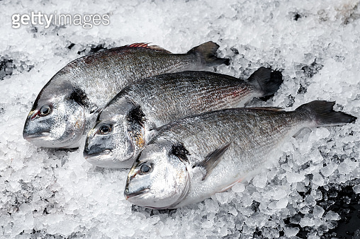 Chilled fish in the market. Fresh fish. White meat. Seafood market by ...