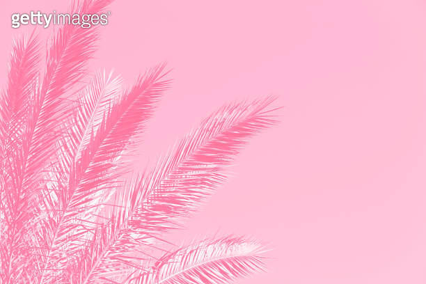Pink Palm Tree Leaves Background Sunlight Summer Spring Tropical Pretty ...