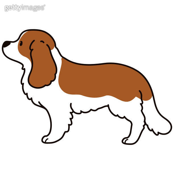 Simple and cute illustration of English Cocker Spaniel in side view 이미지 ...
