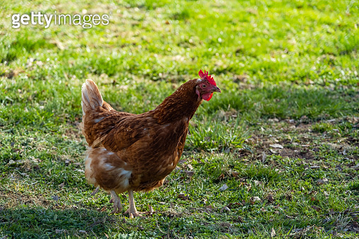 free range, healthy brown organic chickens on a green meadow. Selective ...