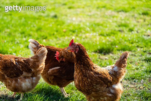 free range, healthy brown organic chickens on a green meadow. Selective ...