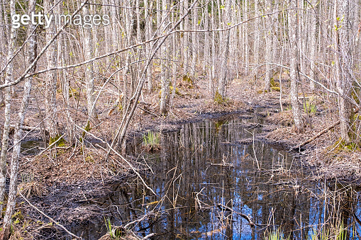 View of swamp lake with grass bushes. Texture background. Close up ...