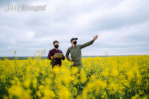 Farmers in sterile medical masks with tablet discuss agricultural ...