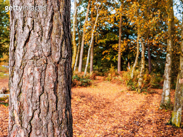 heathland moor country park forest lickey hills birmingham west ...