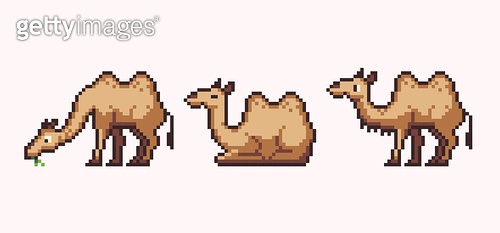 Camels sitting, standing, sleeping poses pixel art set. Desert caravan ...