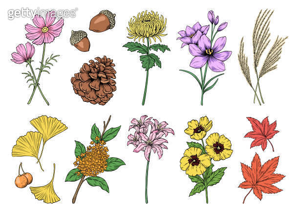 Autumn flowers and plants, vector illustration, line drawing and ...
