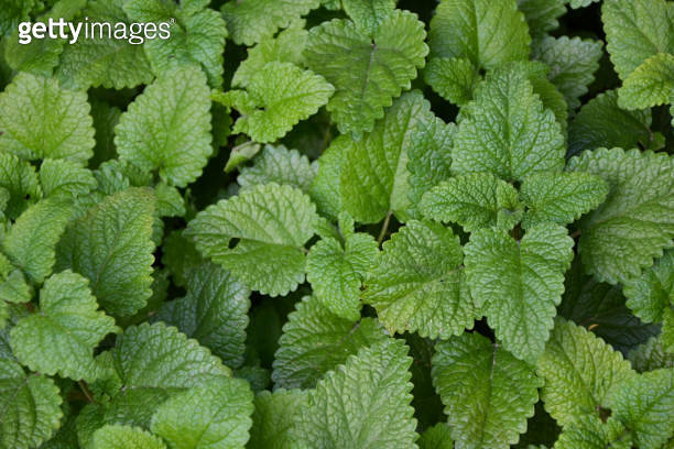 Melissa plant. Lemon balm in the garden. Countryside nature. Organic ...