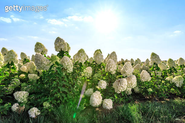 Field of white hydrangeas on a farm, sunset light, landscape design ...