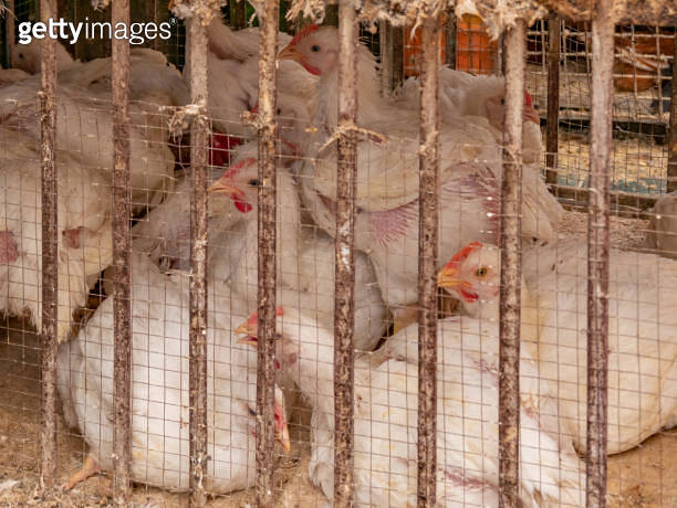 White broiler chickens in a cage for sale at butcher meat shop. 이미지 ...