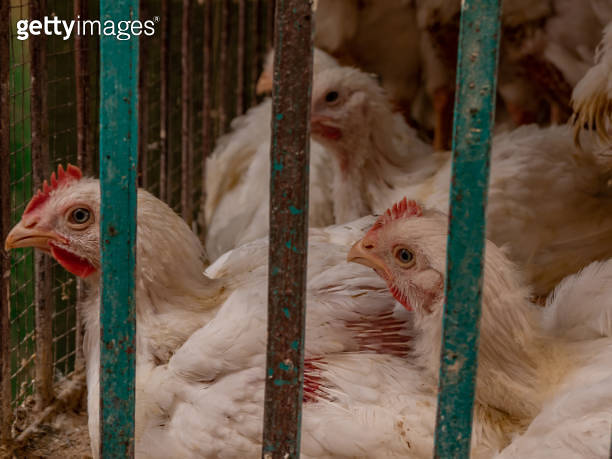 White broiler chickens in a cage for sale at butcher meat shop. 이미지 ...