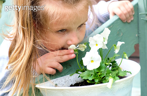 Cute little girl smelling flowers planted in a white pot. Learning ...